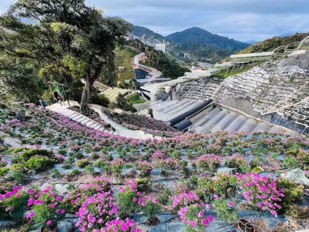 10 Interesting Place in Cameron Highlands Tours (2024) - SGJBTAXIS.co